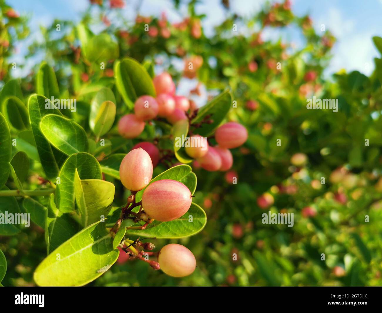 Close-up Of Fruits Growing On Tree Stock Photo - Alamy