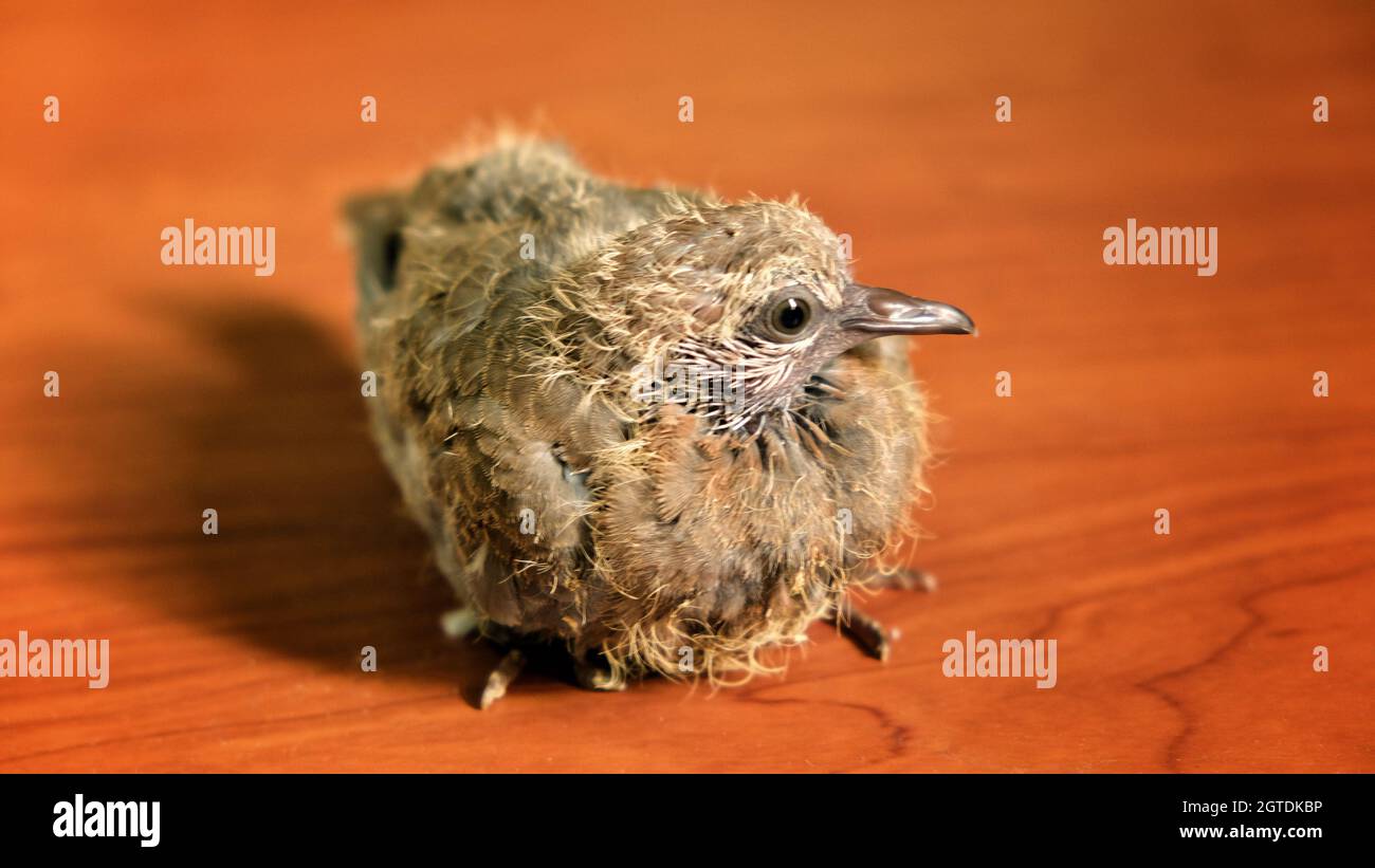 Doha bird hi-res stock photography and images - Alamy