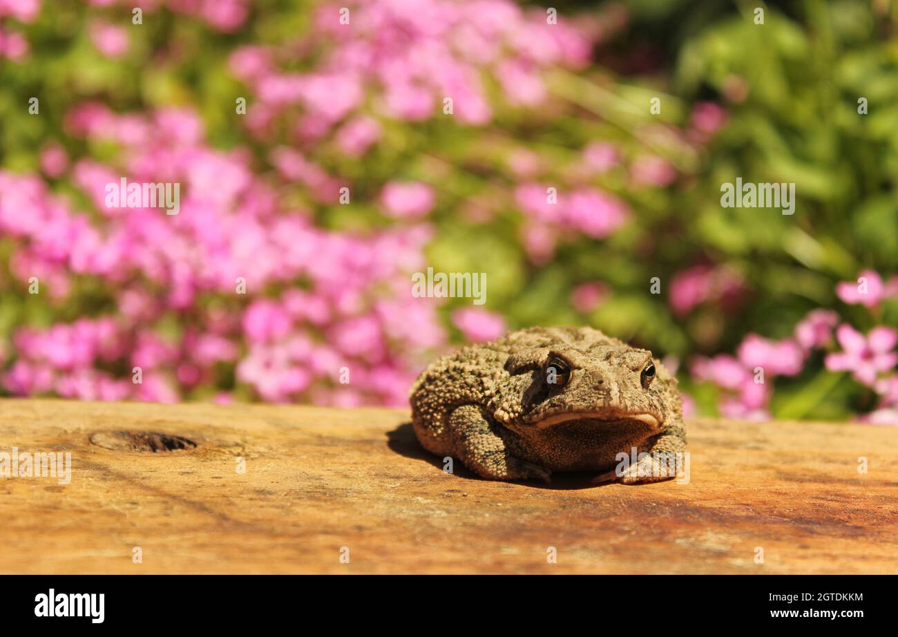 Texas Toad Anaxyrus speciosus in Flower Garden With Blurred Flowers in ...