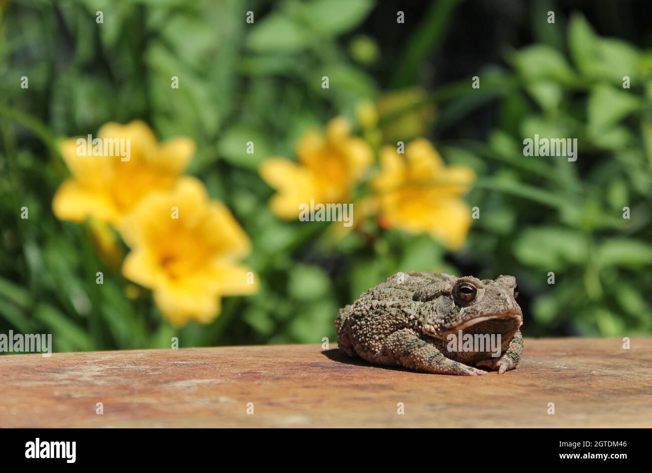 Texas toad hi-res stock photography and images - Alamy