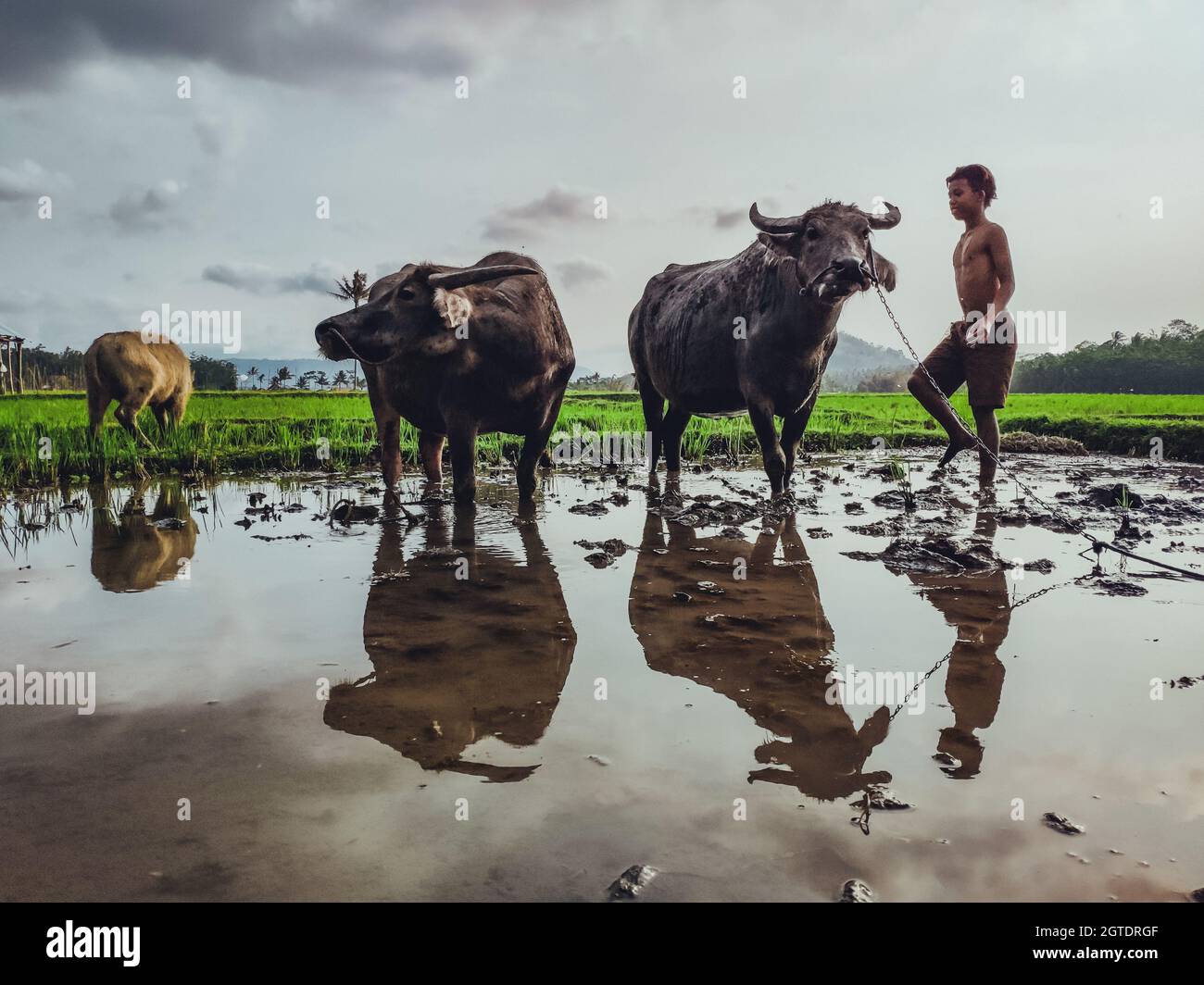 Child working american farm hi-res stock photography and images - Alamy