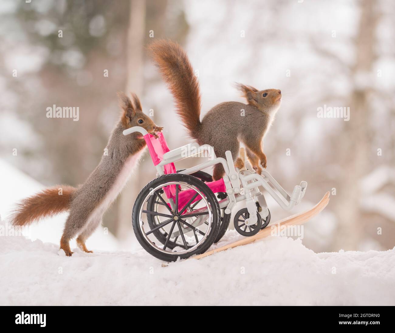 red squirrels behind wheelchair with skis Stock Photo - Alamy