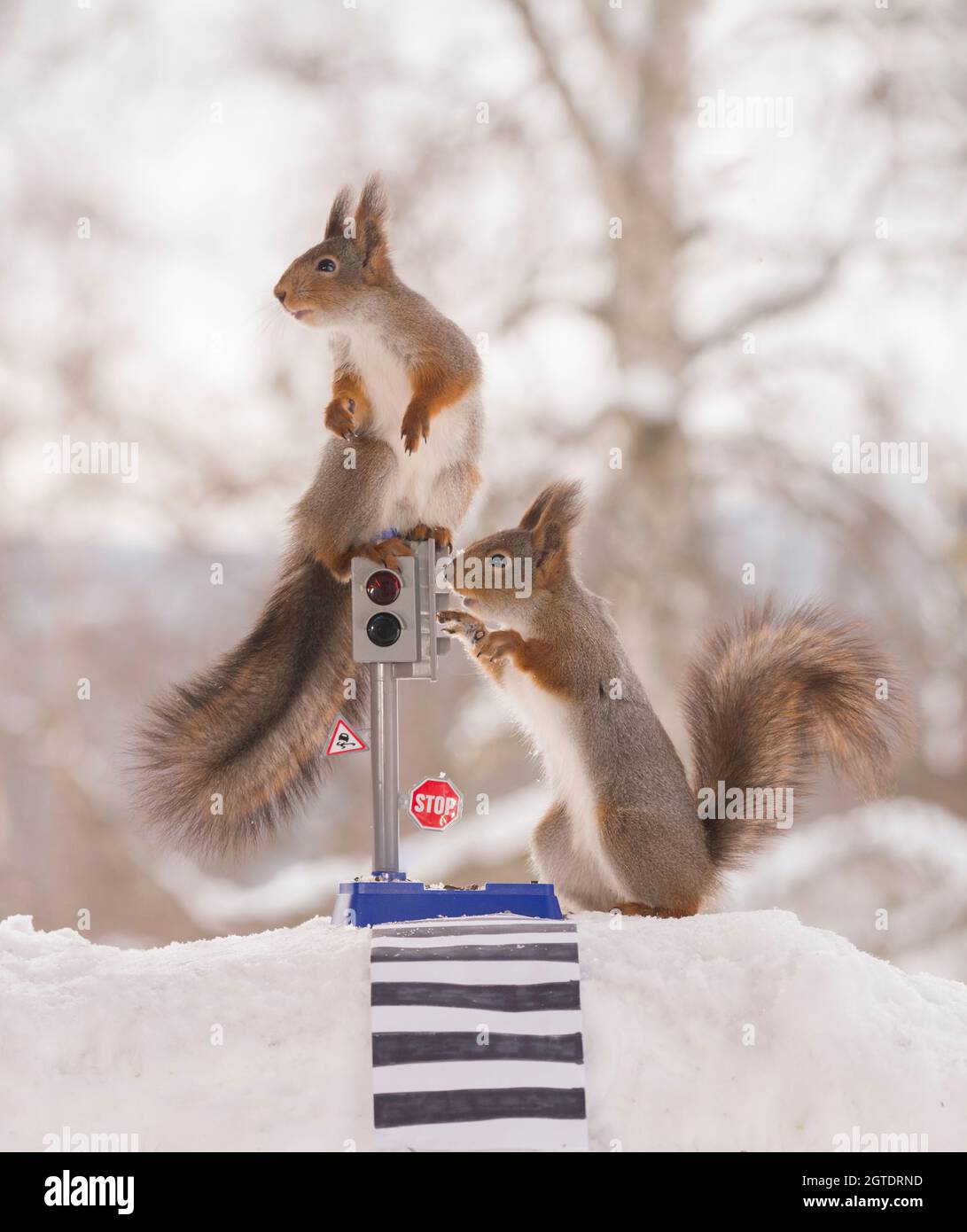 Red squirrels crossing hi-res stock photography and images - Alamy