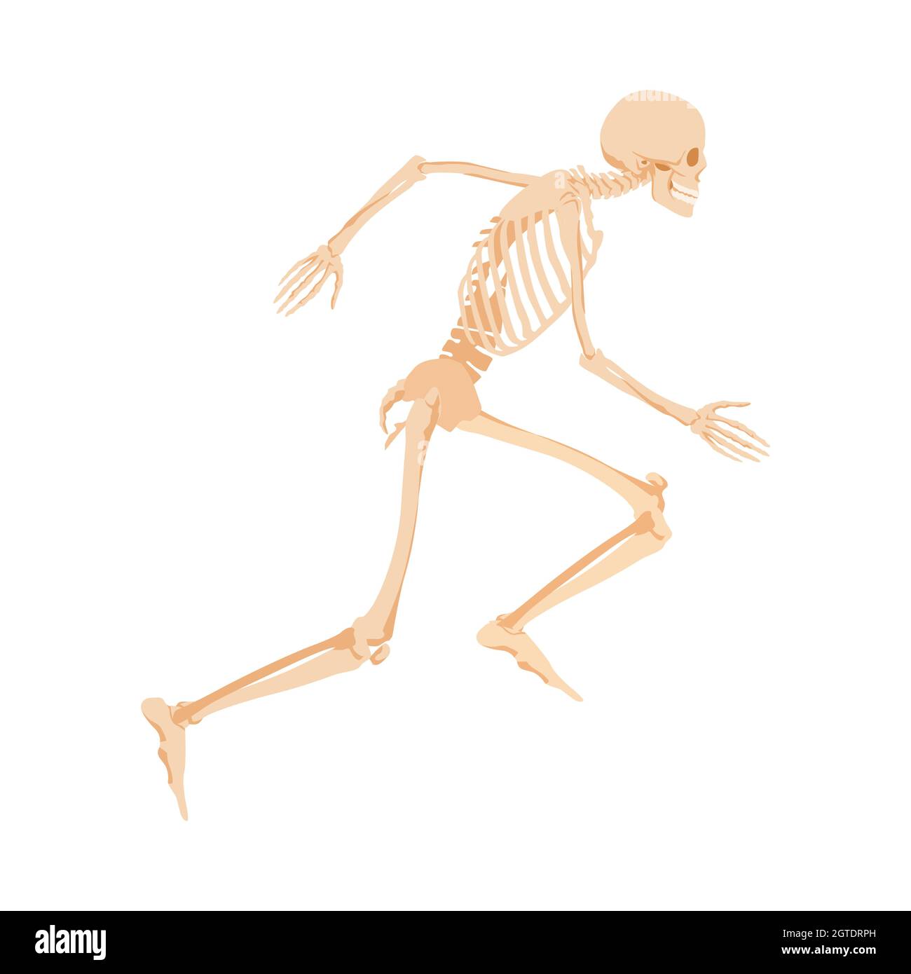 Running human skeleton. Anatomical model of bones rapidly rushing Stock ...