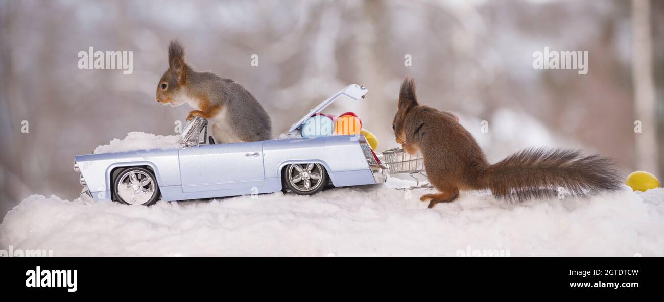 red squirrels in snow with an car and eggs Stock Photo - Alamy