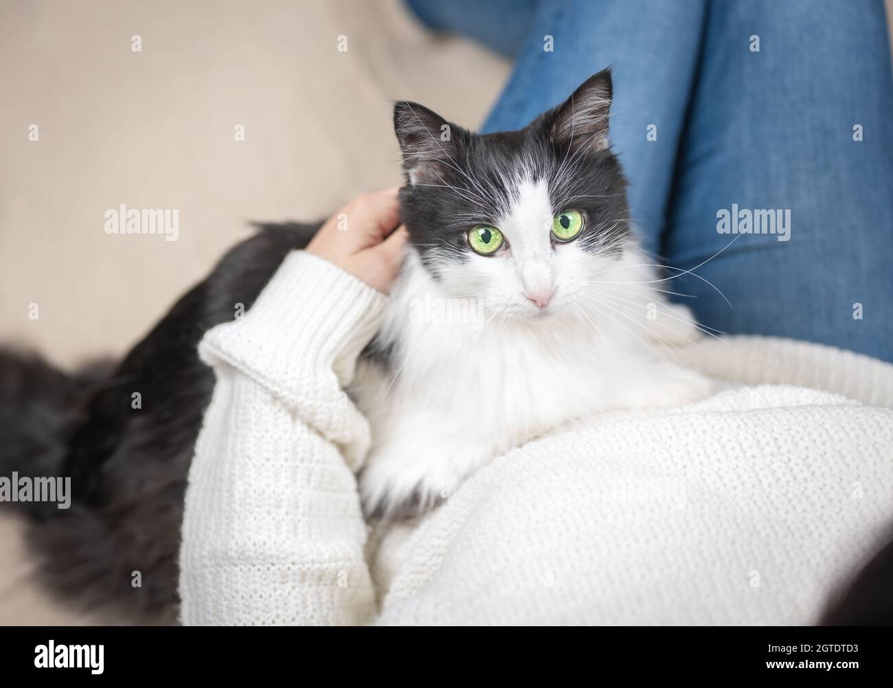 Woman lying on the sofa in home interior. Cat relaxing behind. Cozy ...