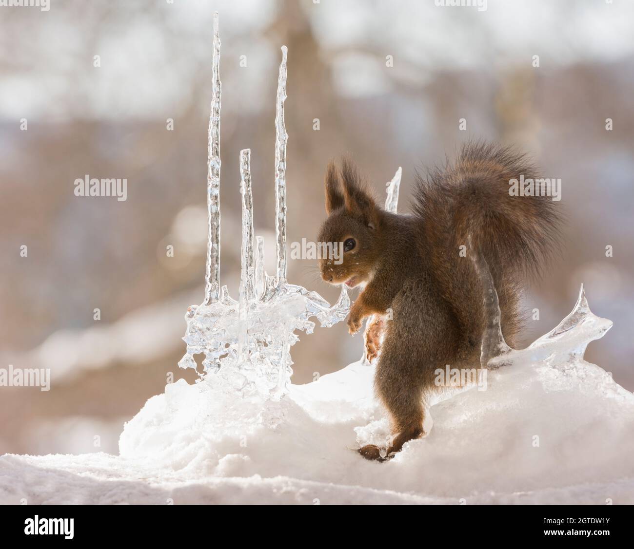 red squirrels is looking back between icicles Stock Photo - Alamy