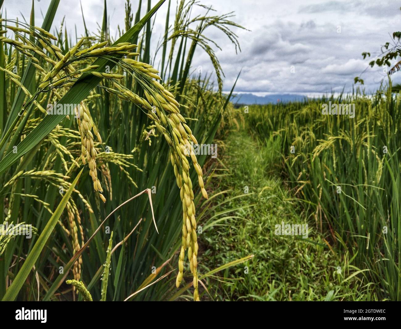 The Beauty Among The Majestic Rice Trees Stock Photo - Alamy