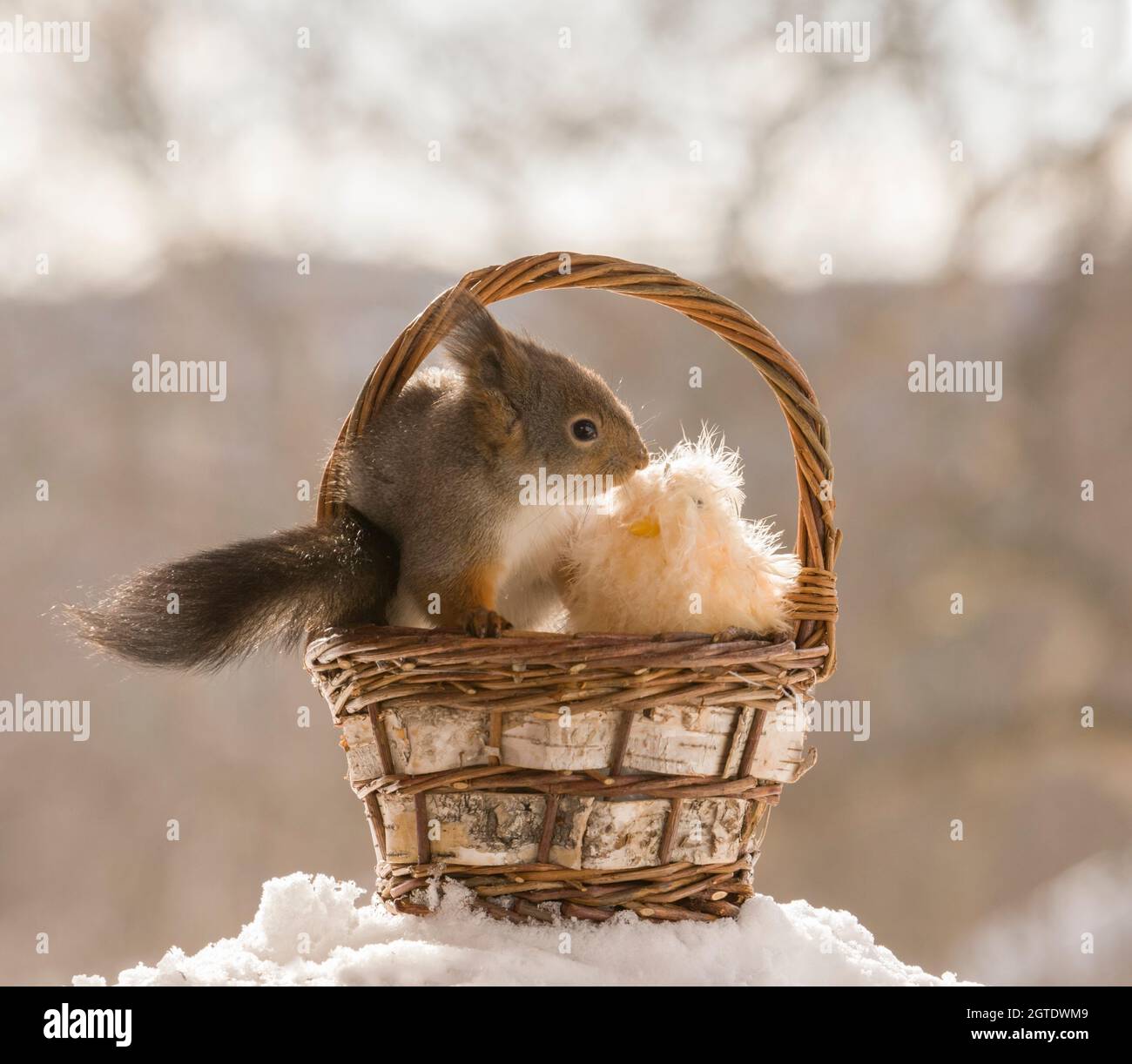 Squirrel in love hi-res stock photography and images - Alamy