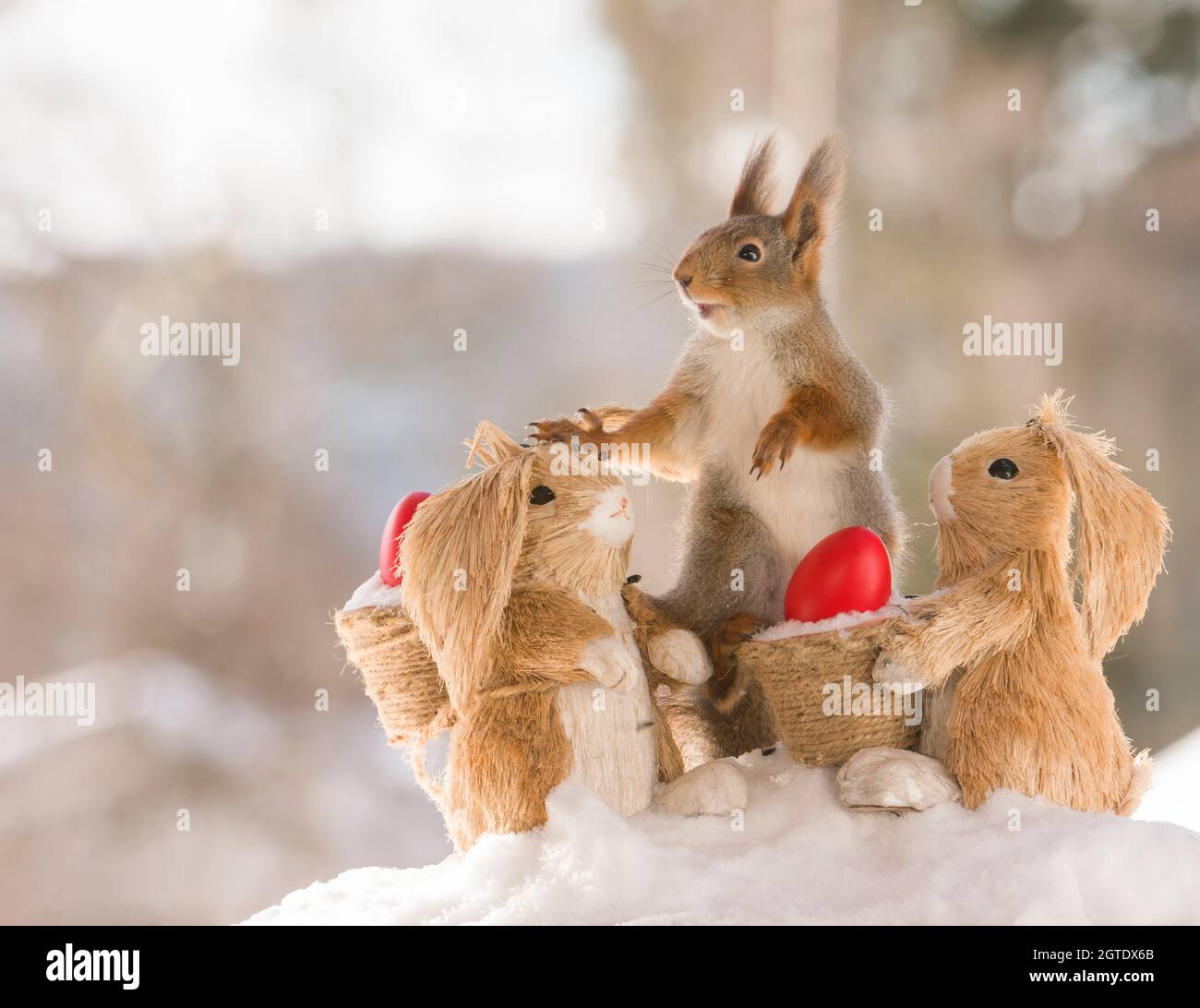 Bunny standing on ground hi-res stock photography and images - Alamy
