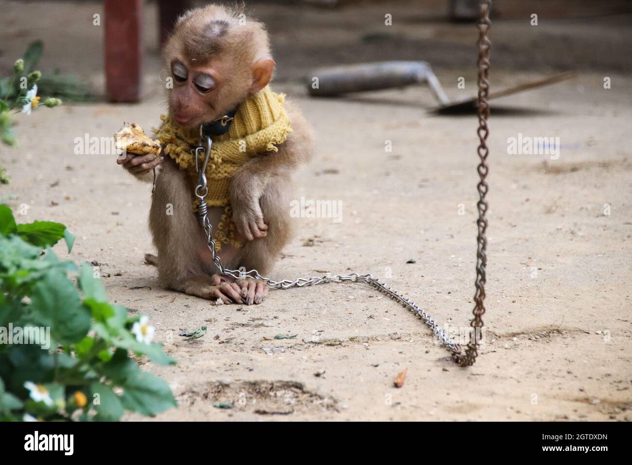 Captive chains hi-res stock photography and images - Alamy