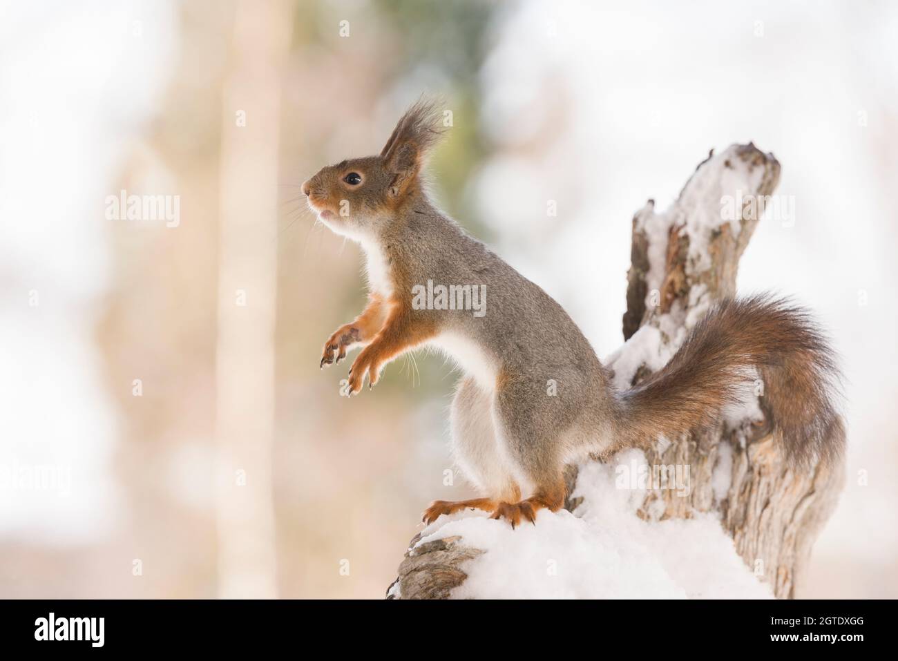 Red squirrel is reaching for a leaf hi-res stock photography and images ...