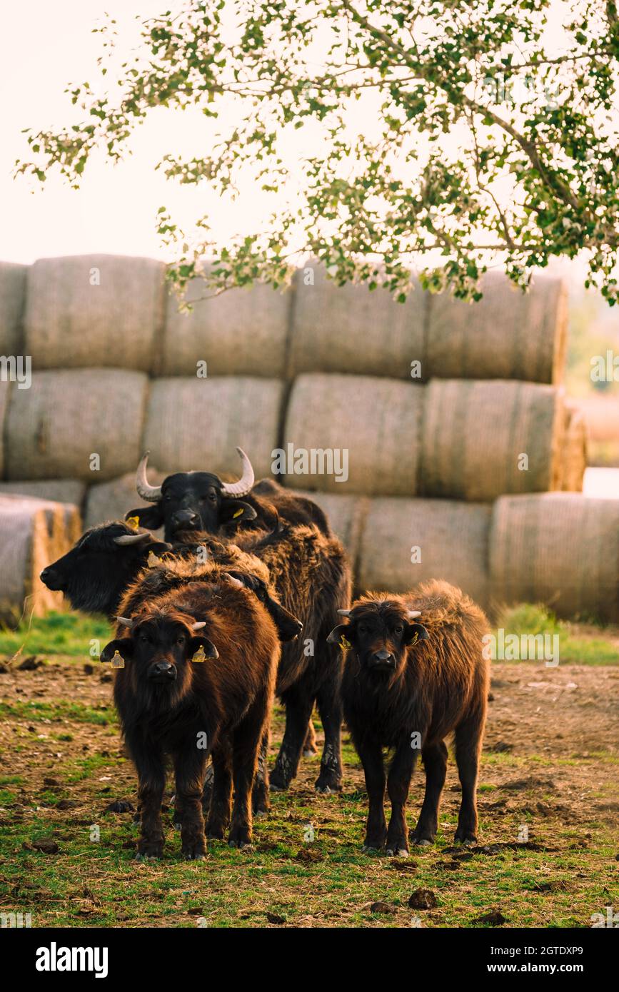 Muscular buffalo hi-res stock photography and images - Alamy