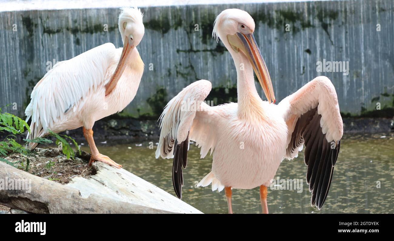 Pelicans standing different poses on backround in the wall Stock Photo ...