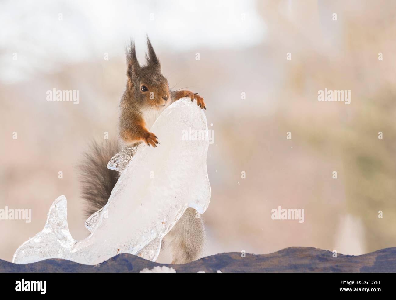 Squirrel fish hi-res stock photography and images - Alamy