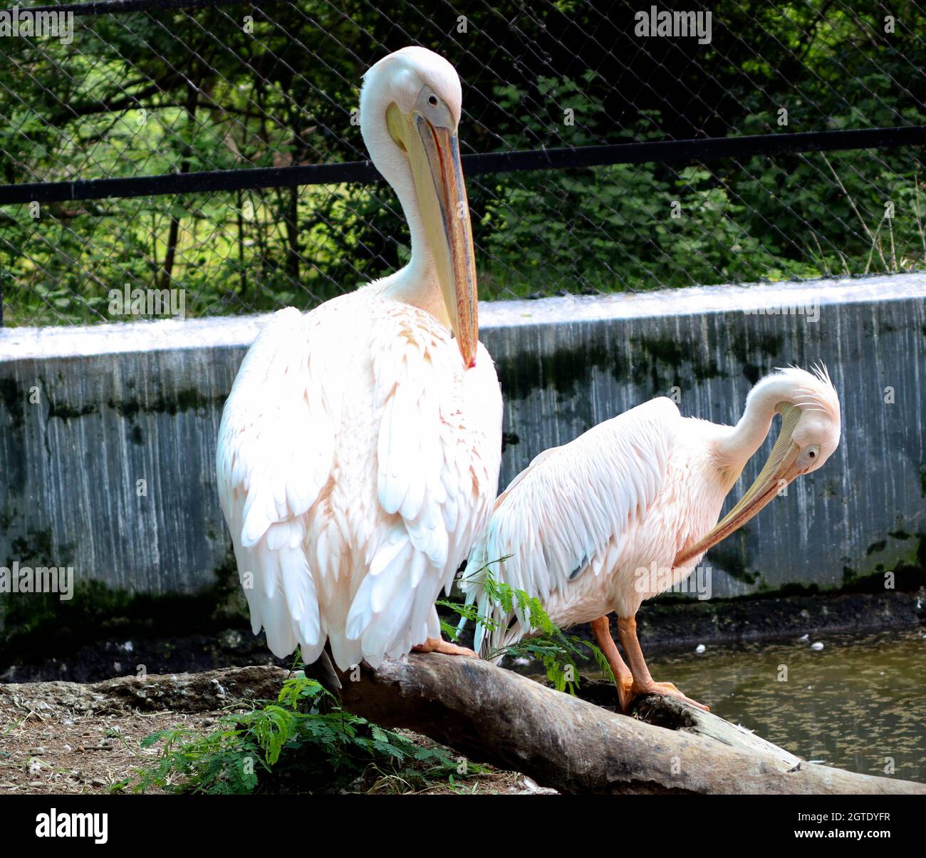 Pelicans standing different poses on backround in the wall Stock Photo ...
