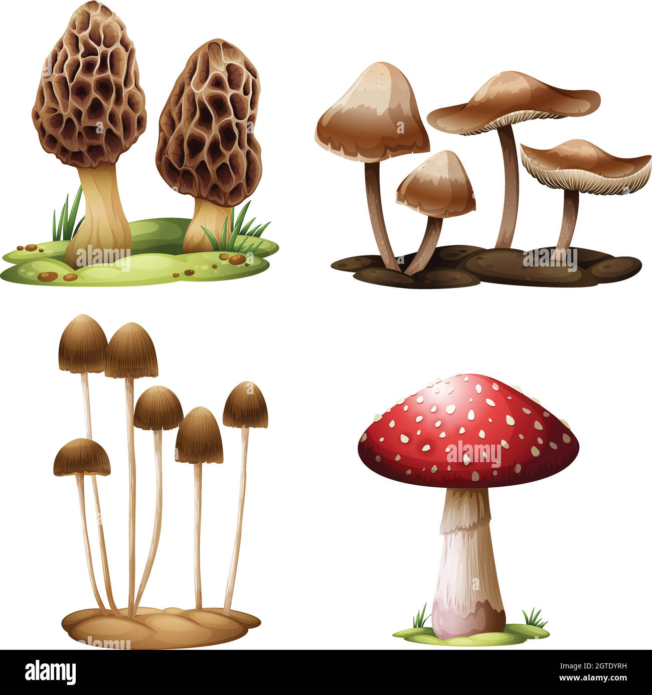 Basidiomycota fungi Stock Vector Images - Alamy