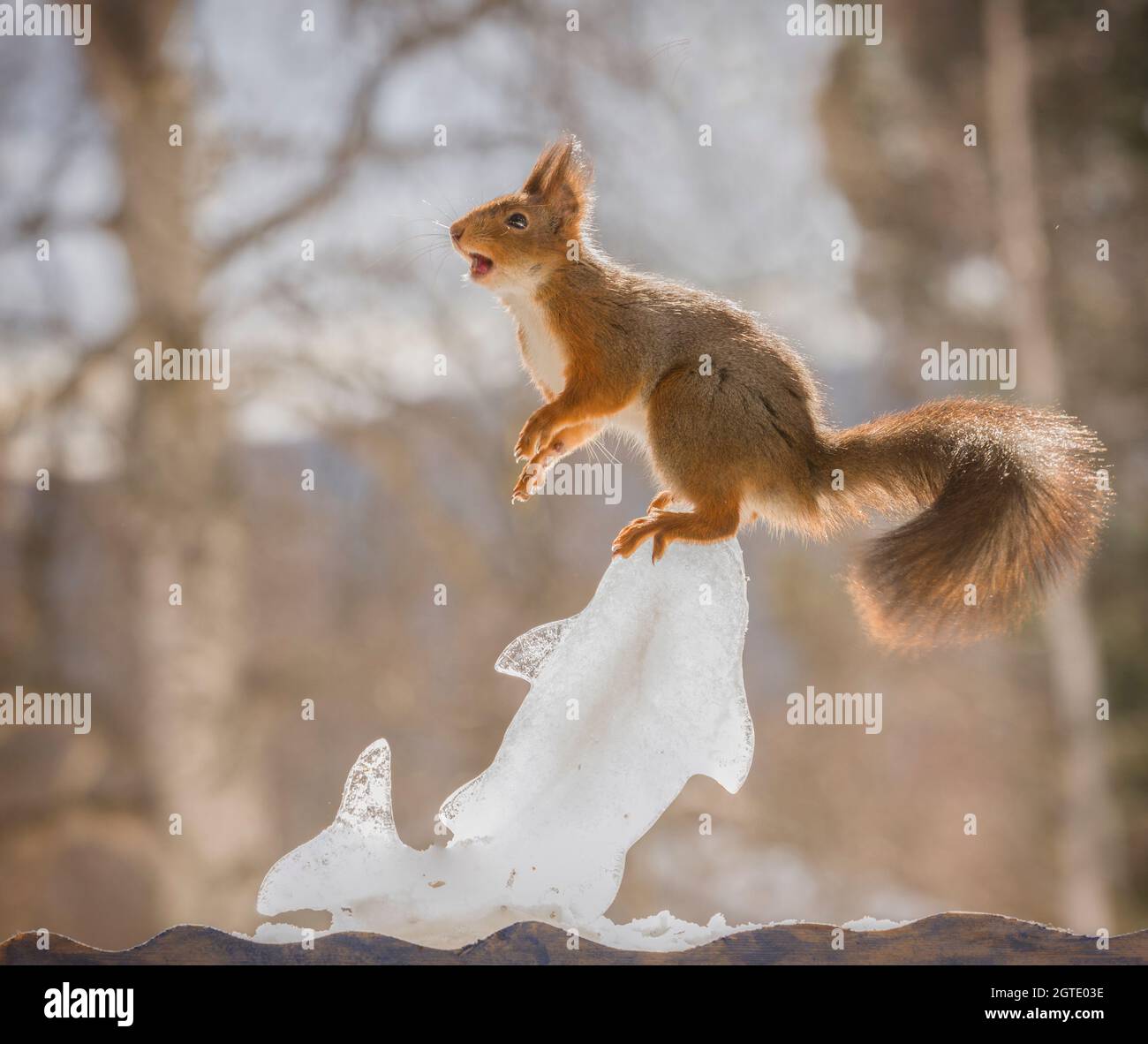 Squirrel fish hi-res stock photography and images - Alamy