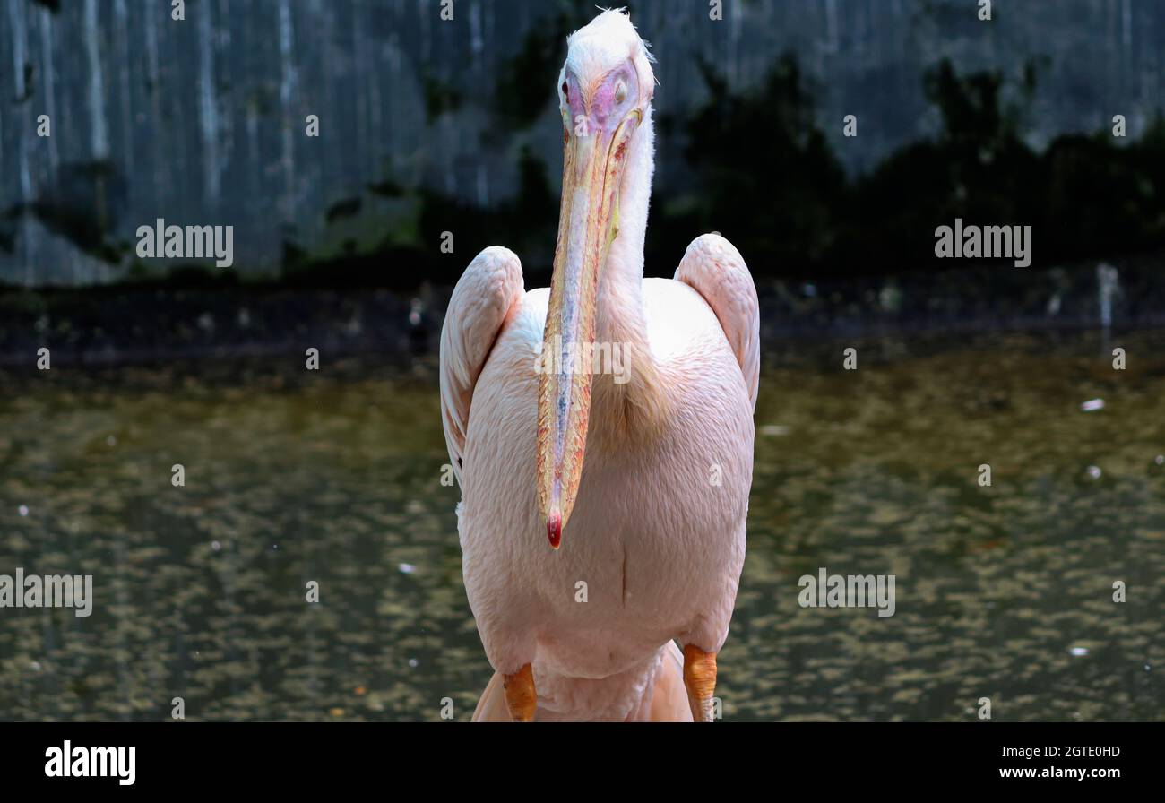 one Pelicans standing poses on backround in the wall Stock Photo - Alamy