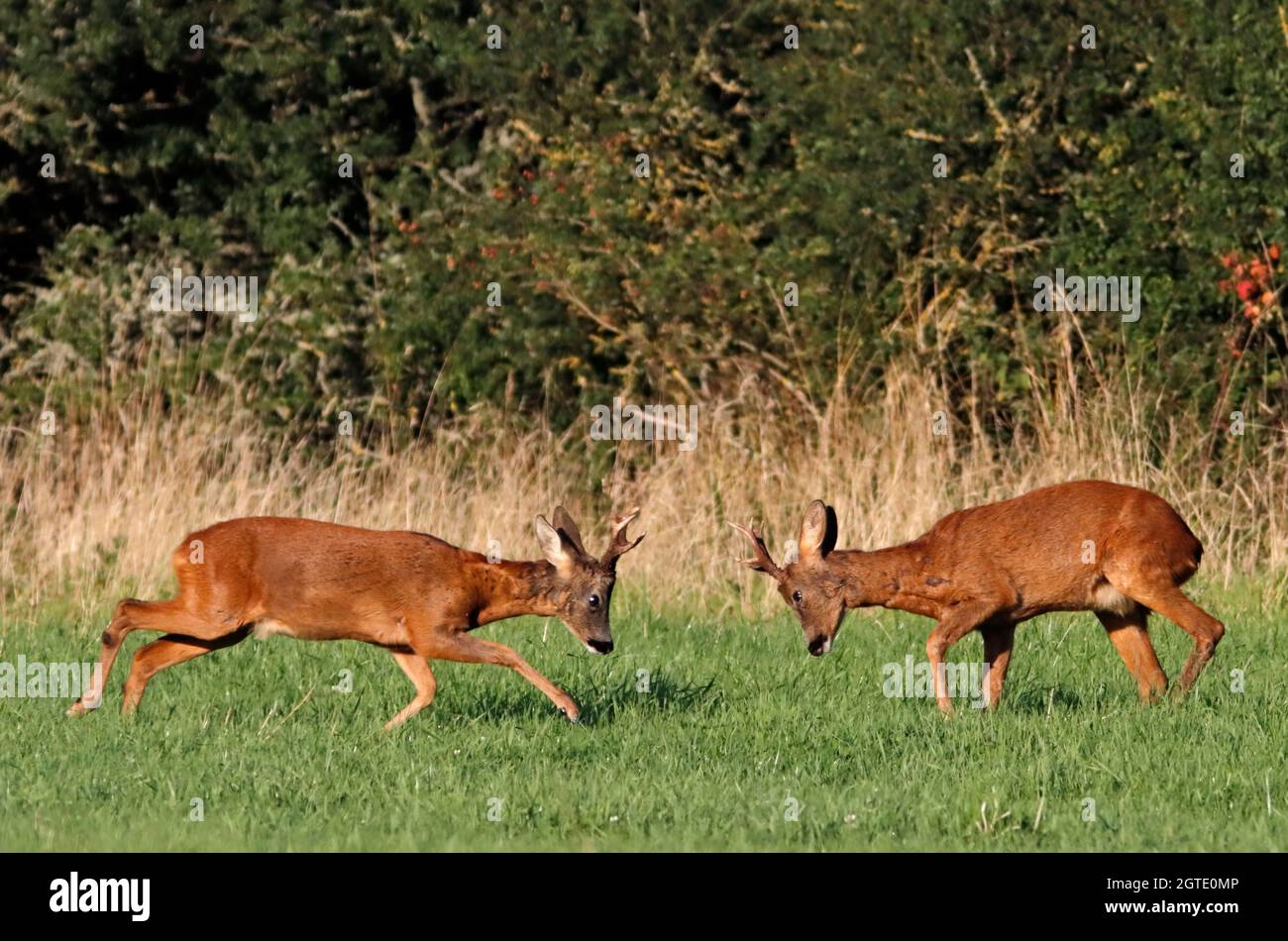 Roe Deer Fight High Resolution Stock Photography and Images - Alamy