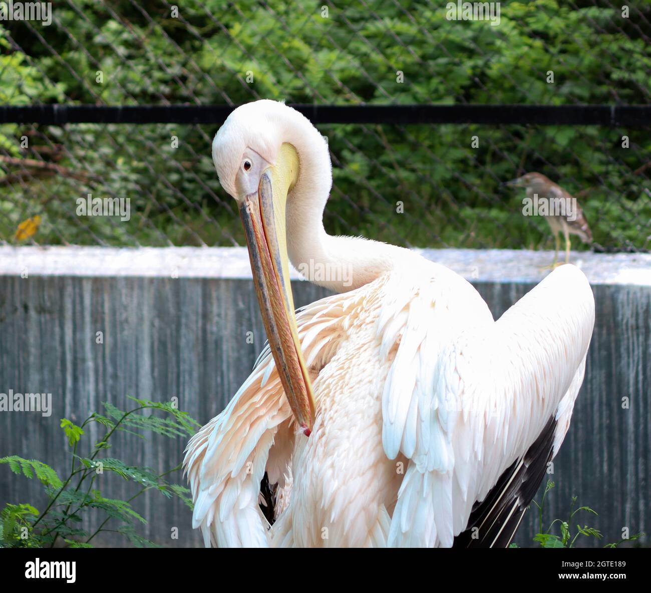 one Pelicans standing poses on backround in the wall Stock Photo - Alamy