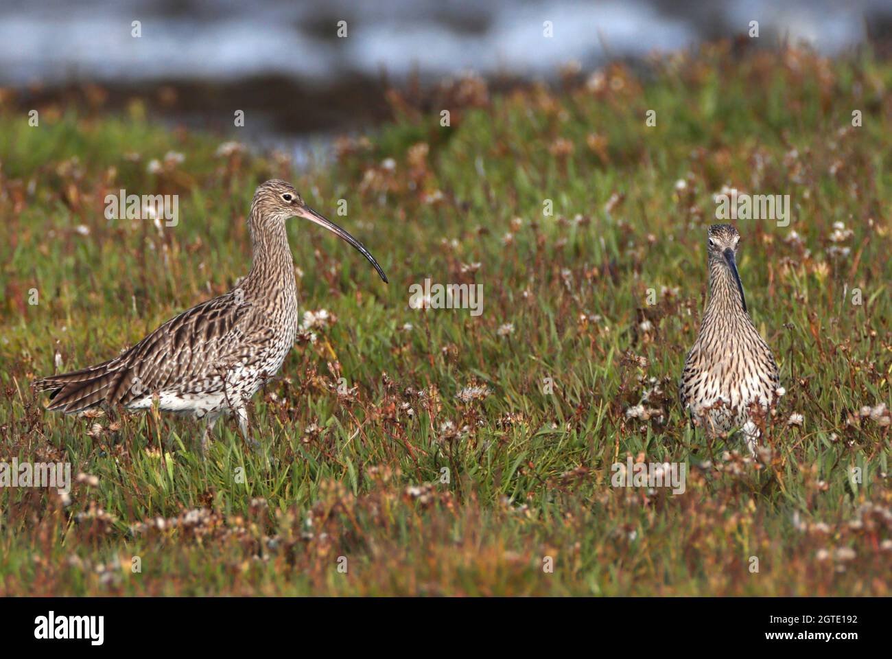 Curlews hi-res stock photography and images - Alamy