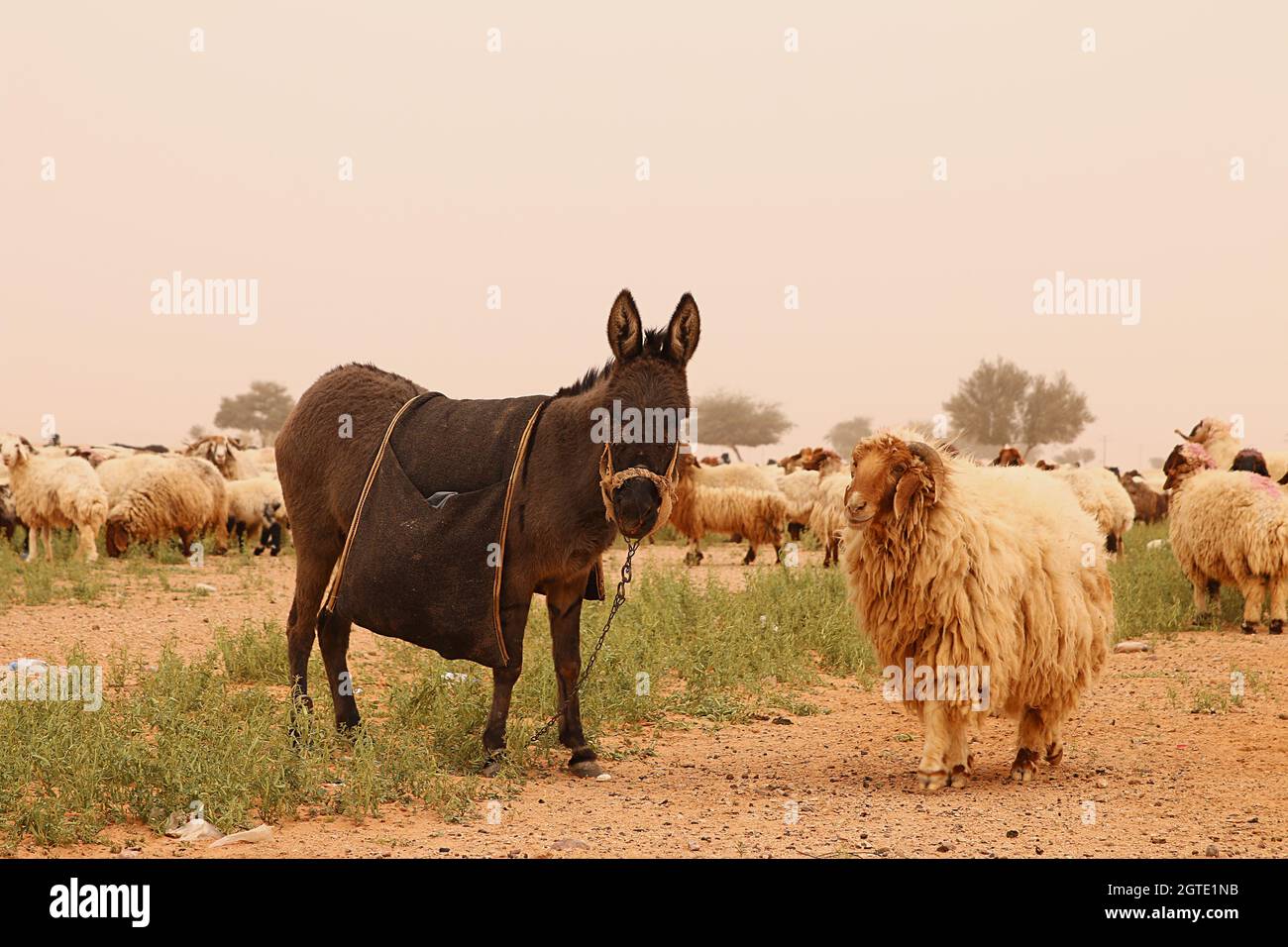 Desert sheep saudi arabia hi-res stock photography and images - Alamy