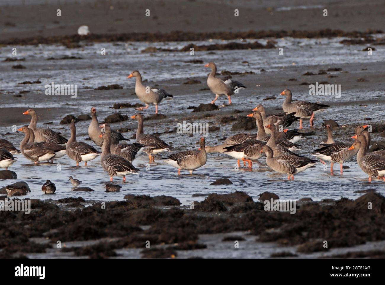 GREYLAG GOOSE (Anser anser) flock at a roosting site, UK Stock Photo ...