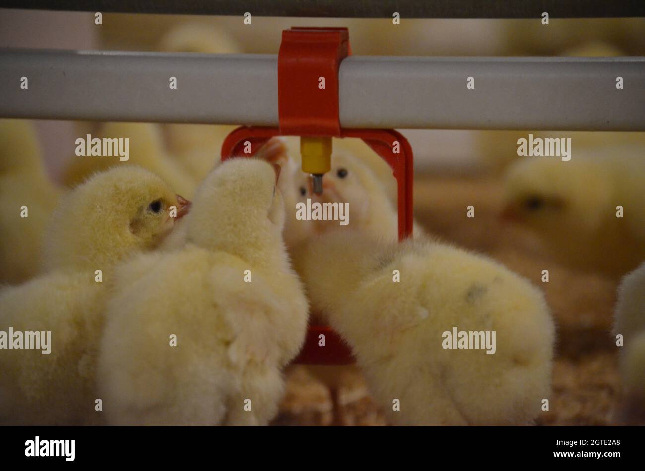 1 day old chicks hi-res stock photography and images - Alamy