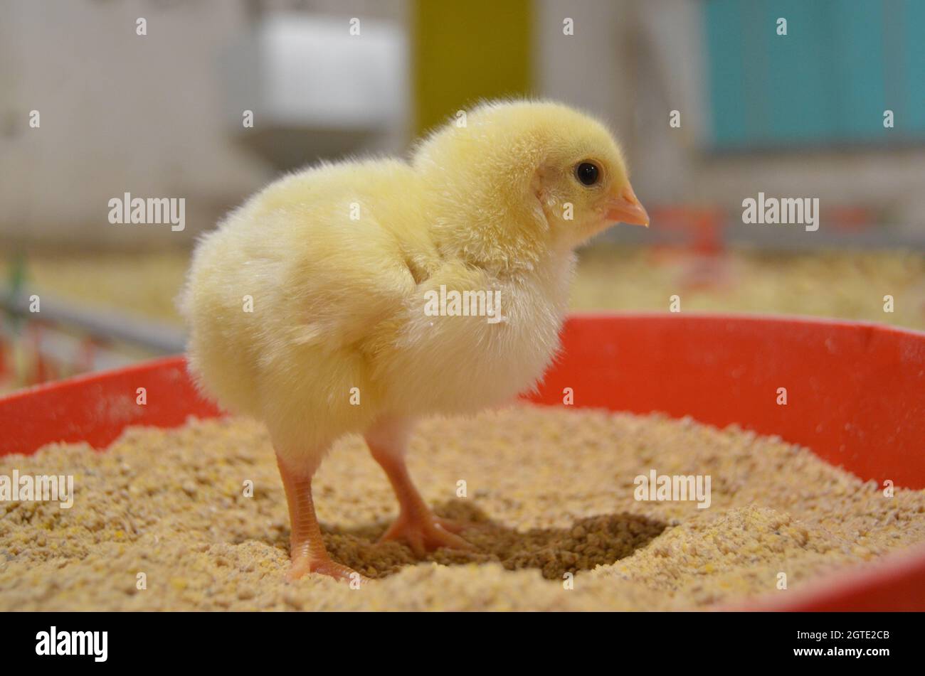 One day old chicks hi-res stock photography and images - Alamy