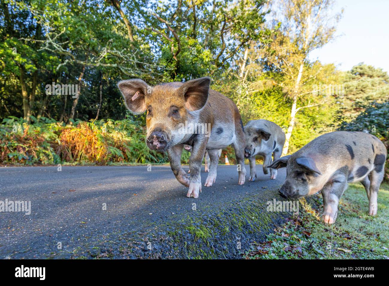 Pannage pigs hi-res stock photography and images - Alamy