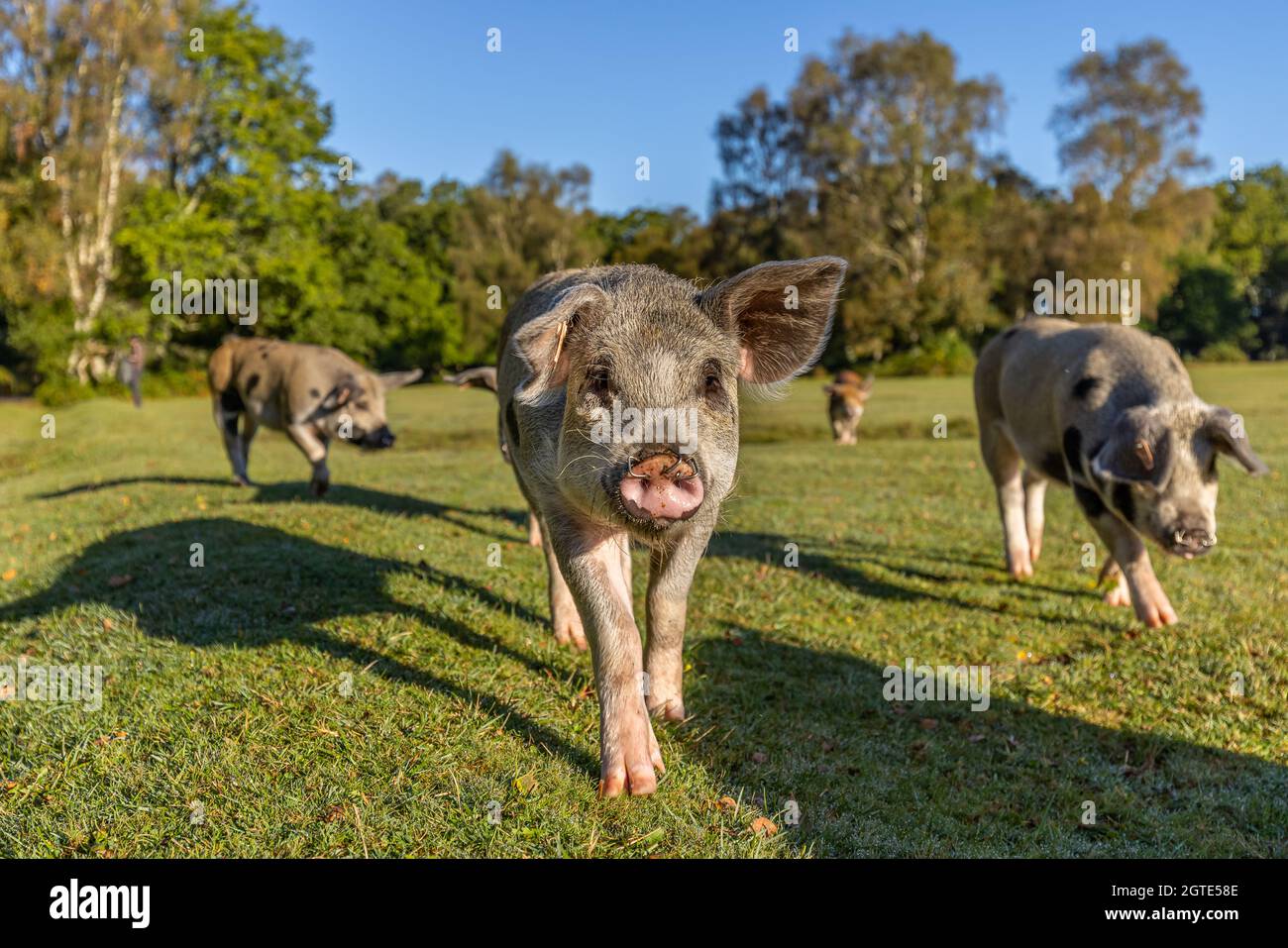 Pannage pigs hi-res stock photography and images - Alamy