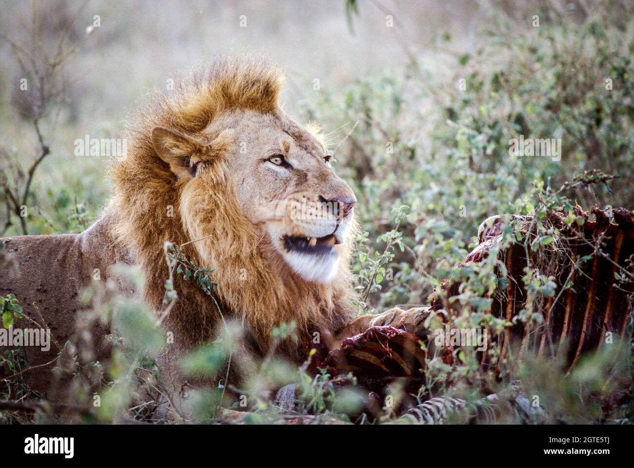 Male lion with a full stomach hi-res stock photography and images - Alamy