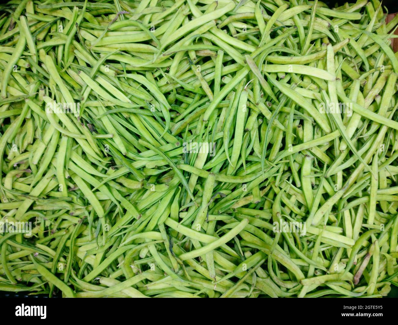 Guvar bean hi-res stock photography and images - Alamy