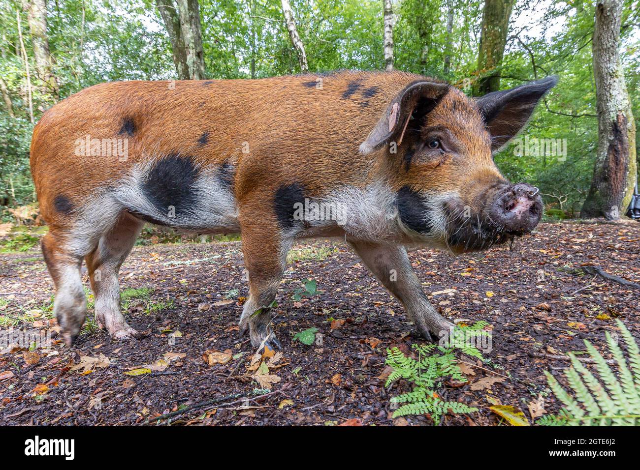 Pannage pigs hi-res stock photography and images - Alamy