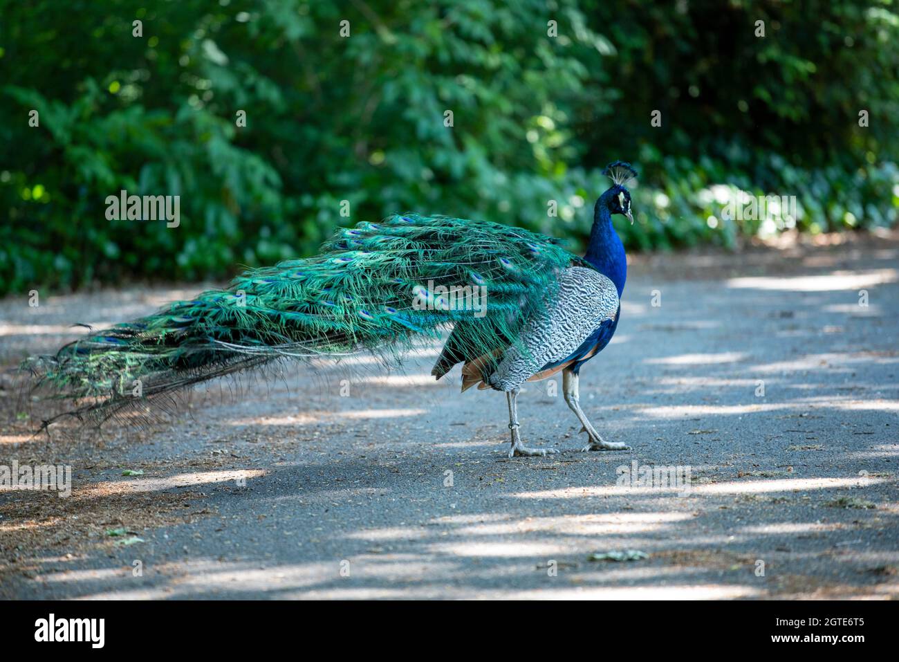Peacock side walking hi-res stock photography and images - Alamy