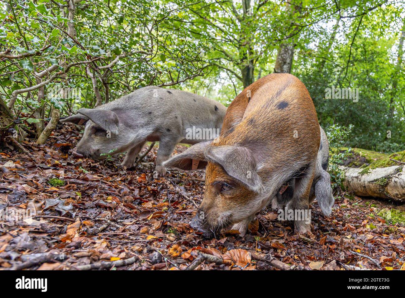 Pannage pigs hi-res stock photography and images - Alamy