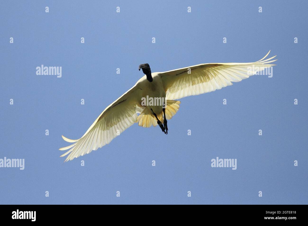 Australian ibis hi-res stock photography and images - Alamy