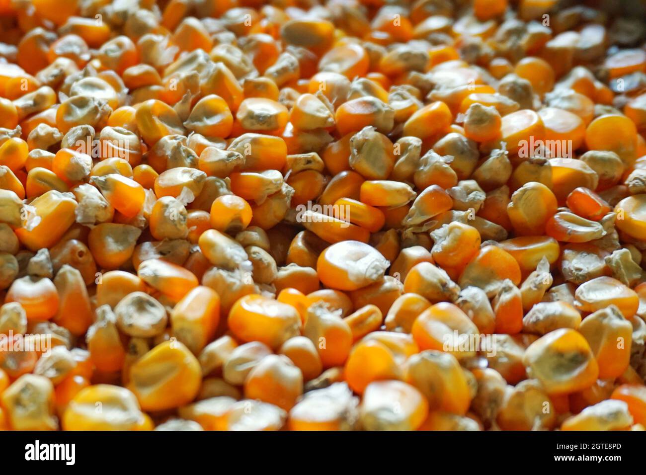 A Collection Of Corn Grains Stock Photo - Alamy
