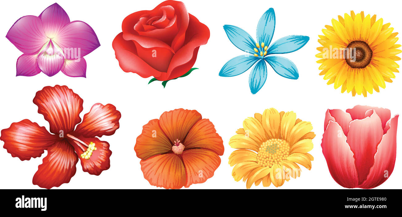 Rose flowers picture Stock Vector Images - Alamy