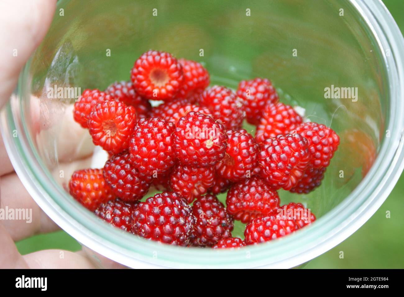 Japanese wine berries hi-res stock photography and images - Alamy