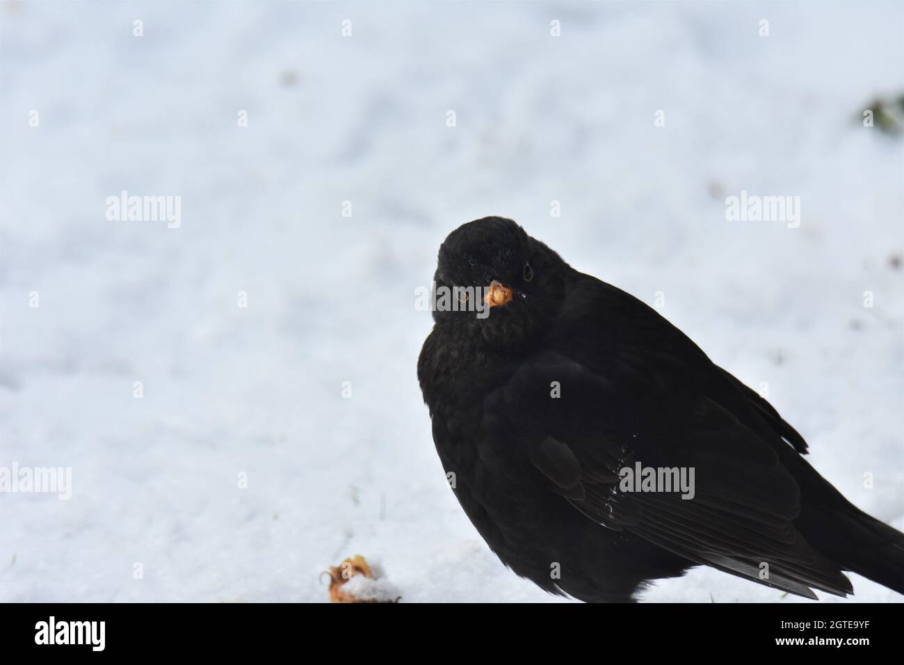 Crow with mouth open hi-res stock photography and images - Alamy