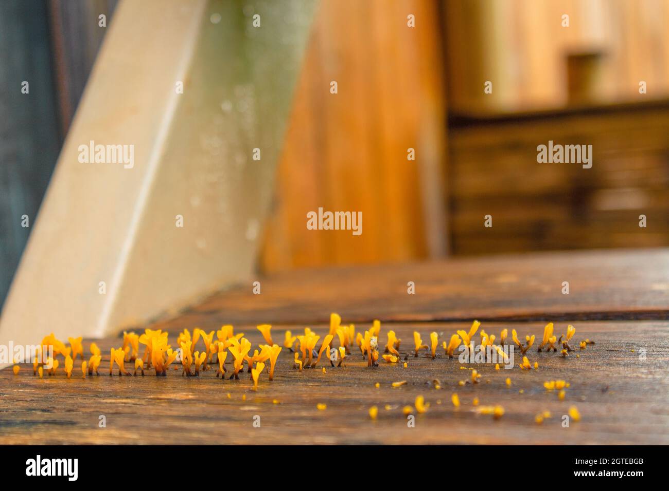 Group on deadwood hi-res stock photography and images - Alamy
