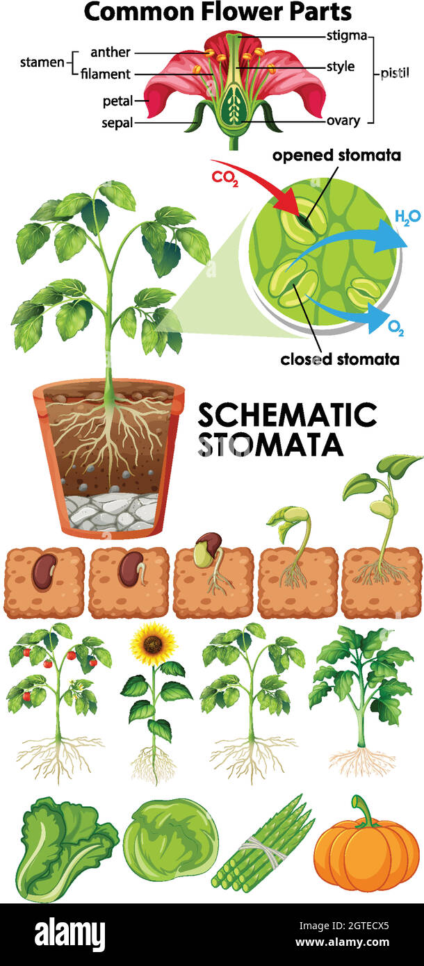 Diagram showing flower schematic stomata on white background Stock ...