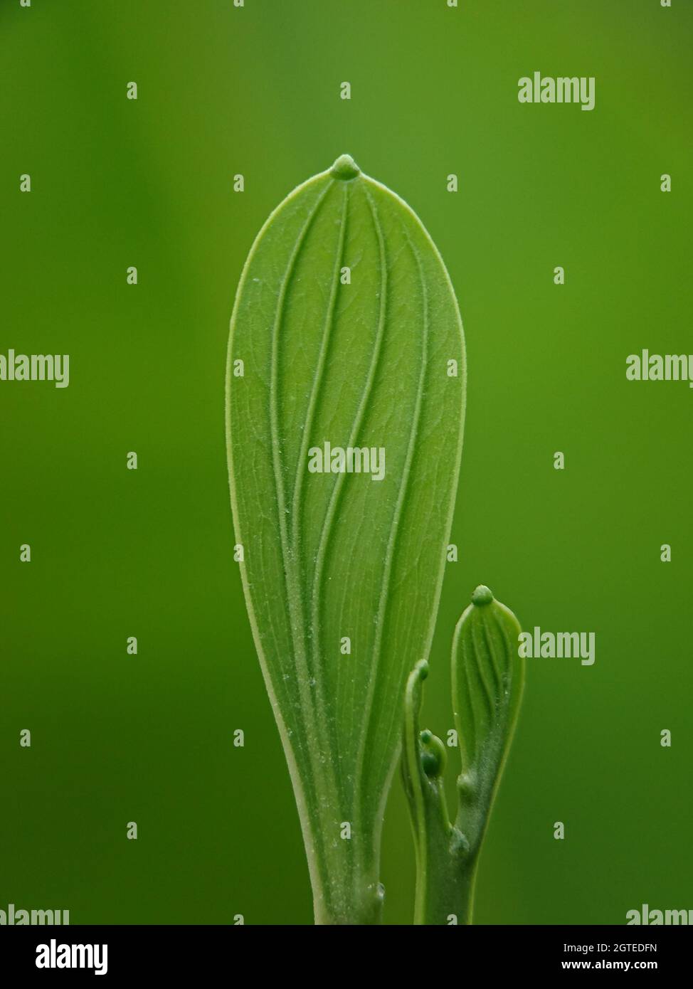 Akasia hi-res stock photography and images - Alamy