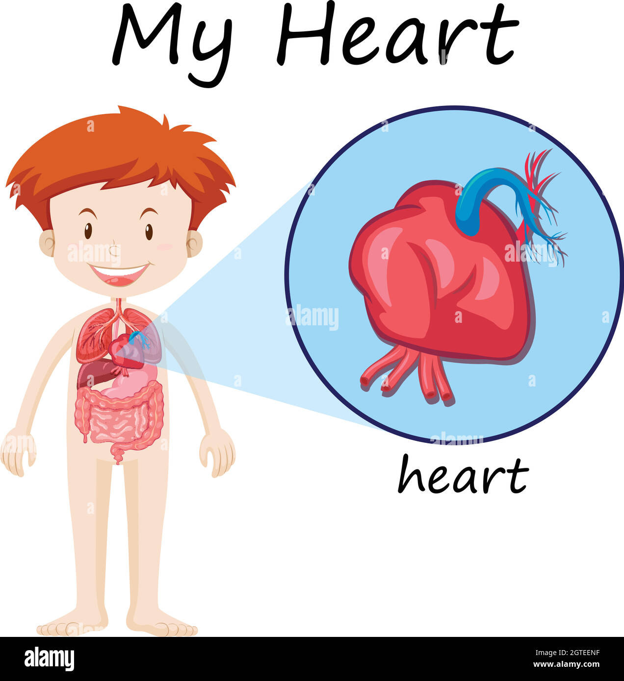 Human anatomy diagram with boy and heart Stock Vector Image & Art - Alamy
