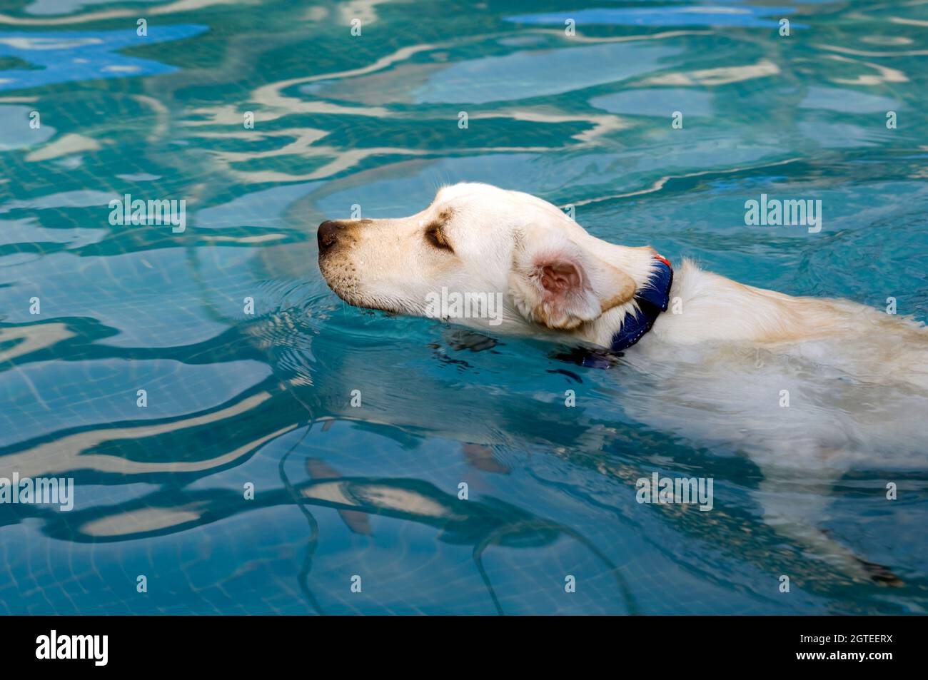 Dog labrador in swimming pool hi-res stock photography and images - Alamy