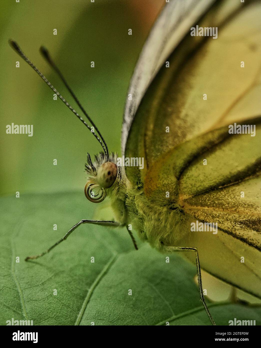 Butterfly slug hi-res stock photography and images - Alamy