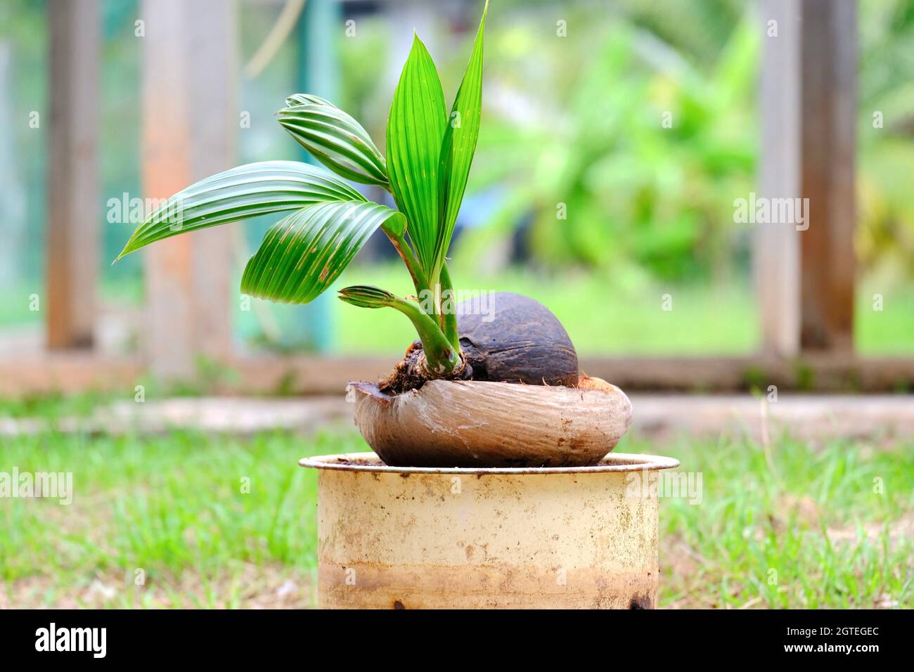 Coconut tree in front garden hi-res stock photography and images - Alamy