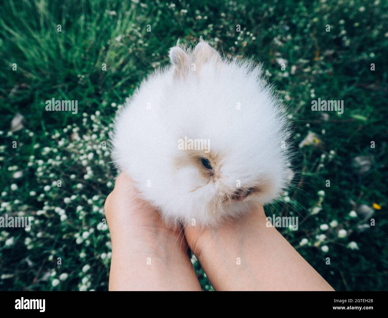 Hand on rabbit close up hi-res stock photography and images - Alamy